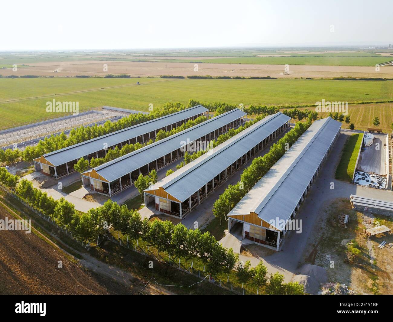 Bird's eyes view from flying drone of the big farm with cows in the ...