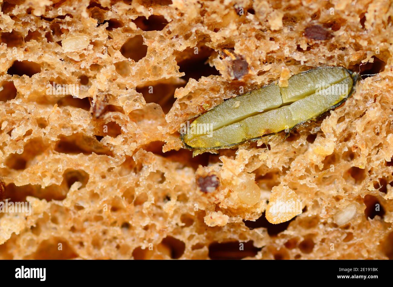 Bread macro hi-res stock photography and images - Alamy