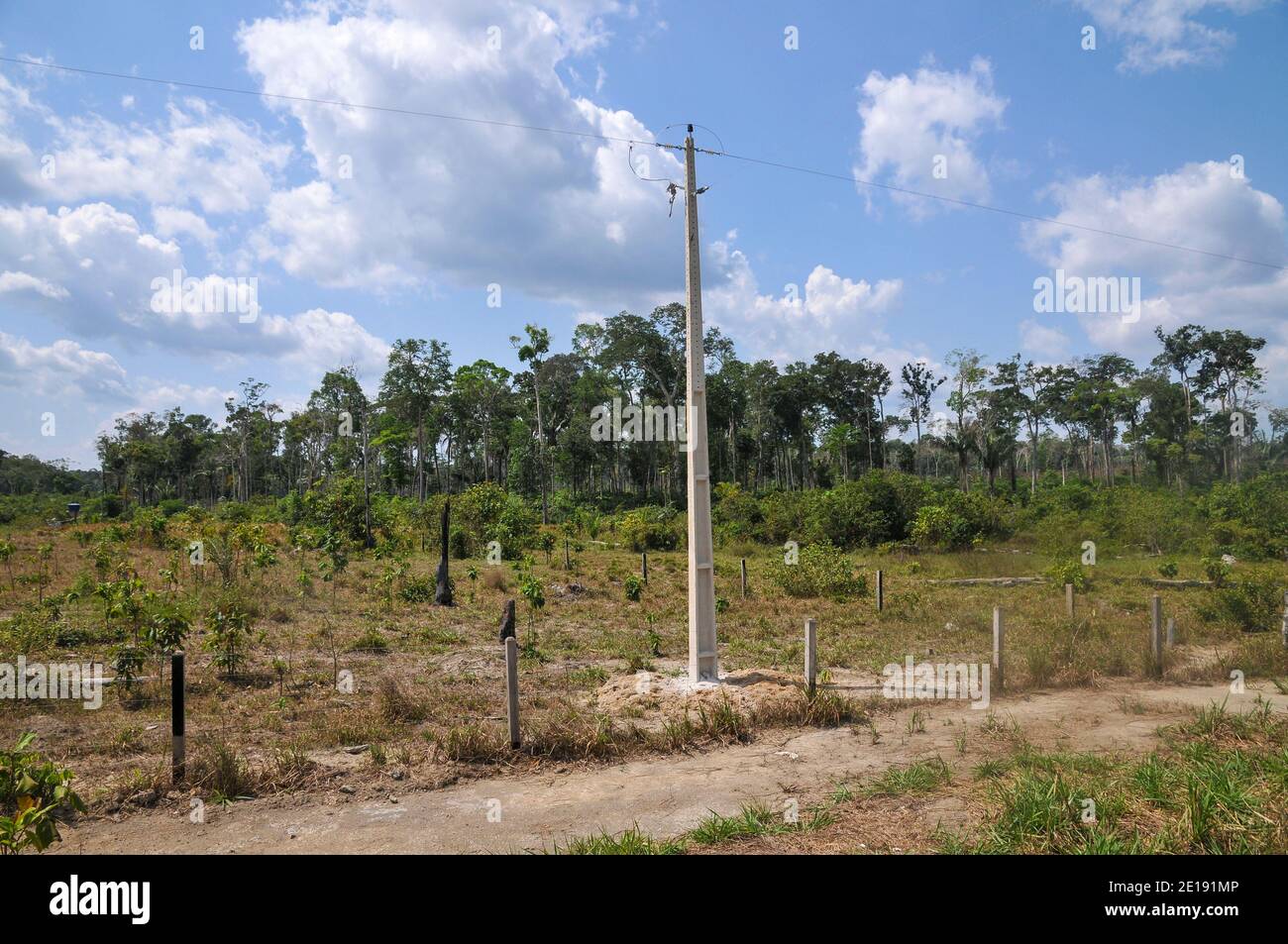 The effects of deforestation on the Amazonian rainforest in Brazil ...