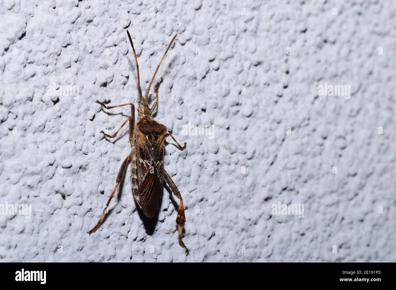 big bug climbing in the sun on a white wall Stock Photo - Alamy
