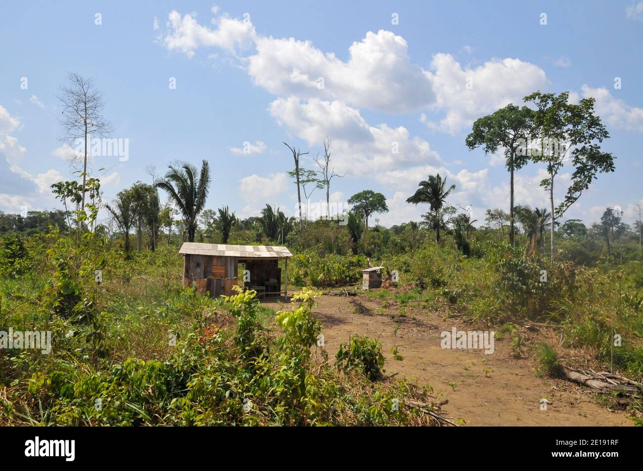 Amazon rainforest deforestation brazil hi-res stock photography and ...