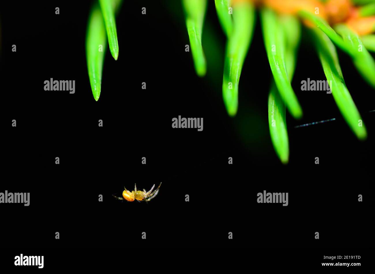 Garden spider on pine tree hi-res stock photography and images - Alamy