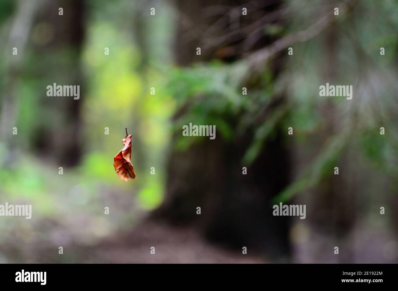 Flying leaf hi-res stock photography and images - Alamy