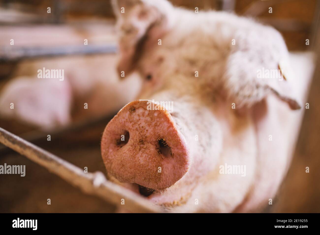 Pig at farm. Domestic animal concept. Shallow depth of field. Pig nose ...