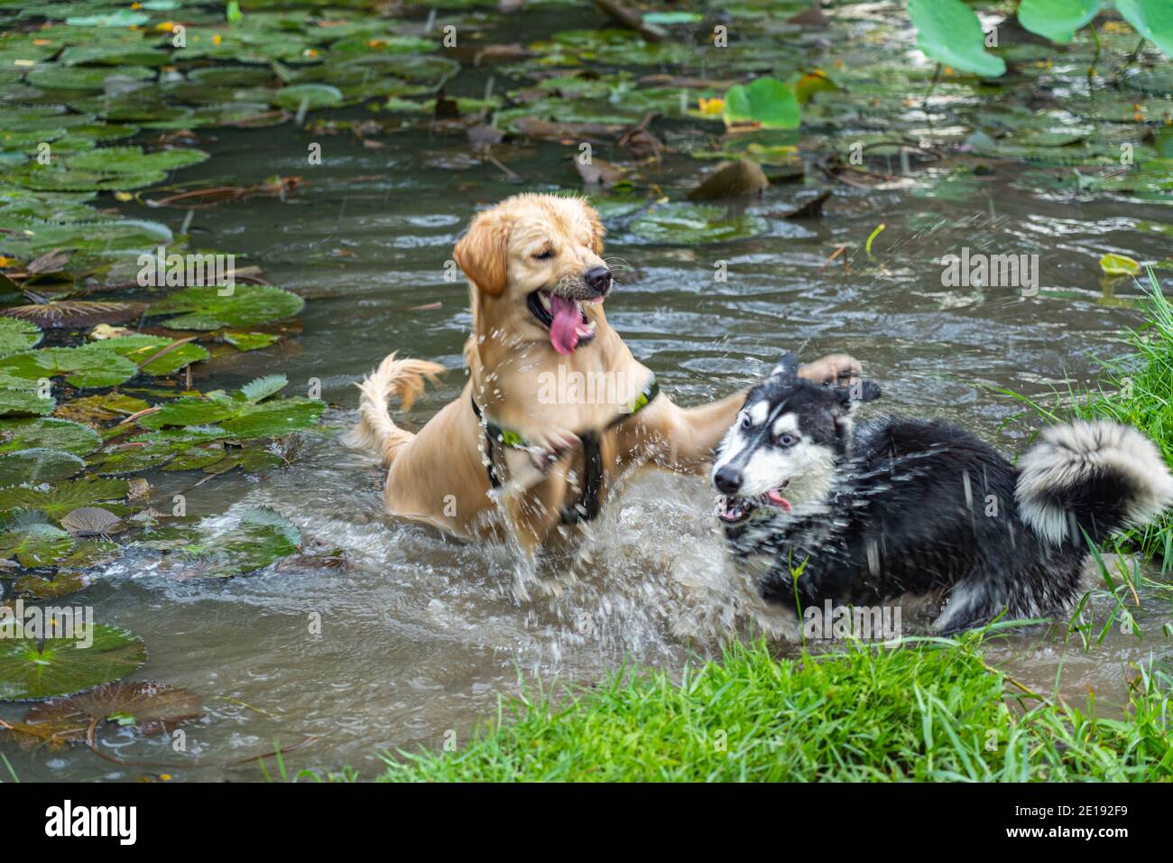Golden retriever and Siberian husky having dog fighting under water ...