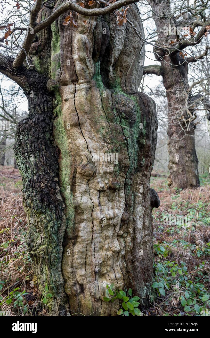 Oak decay hi-res stock photography and images - Alamy