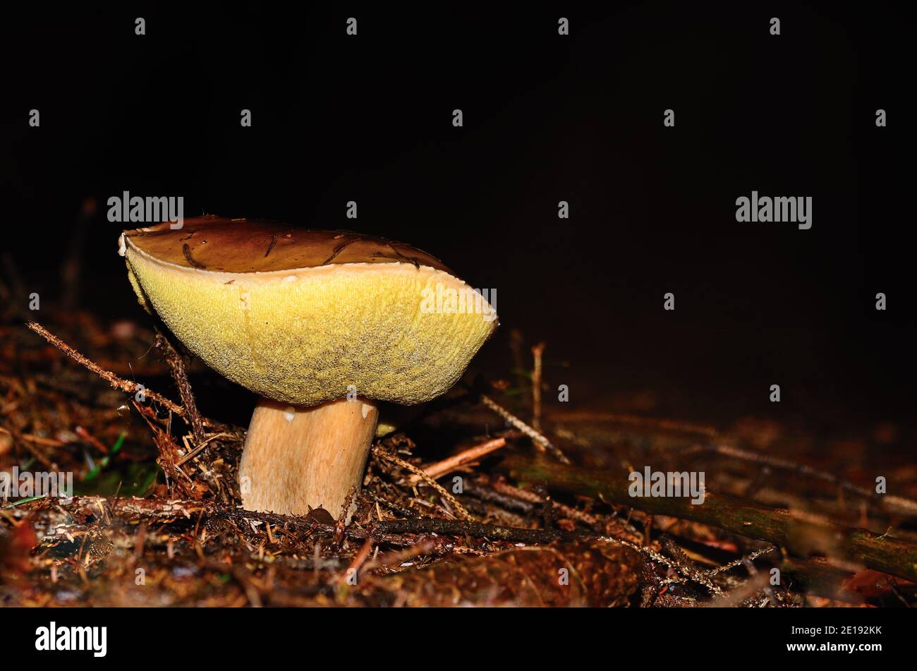 Sponge harvesting hi-res stock photography and images - Alamy