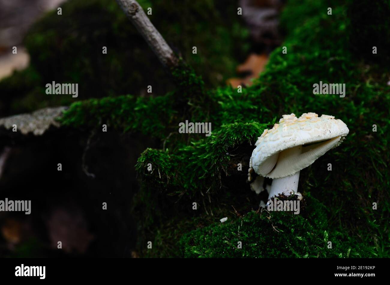 Moss deadly forest toxic hi-res stock photography and images - Alamy
