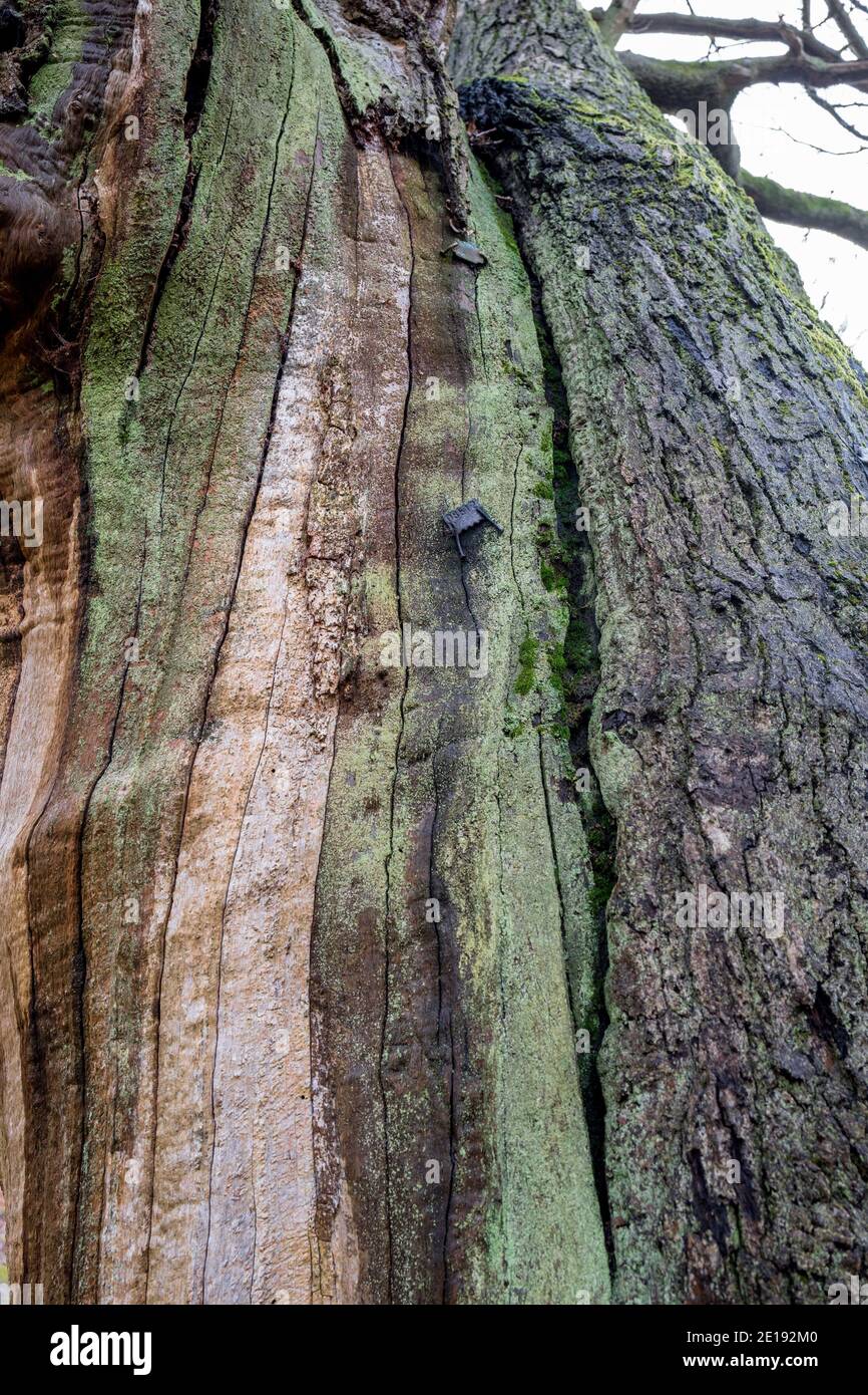 An old dead and decaying English oak tree in Sherwood forest during ...