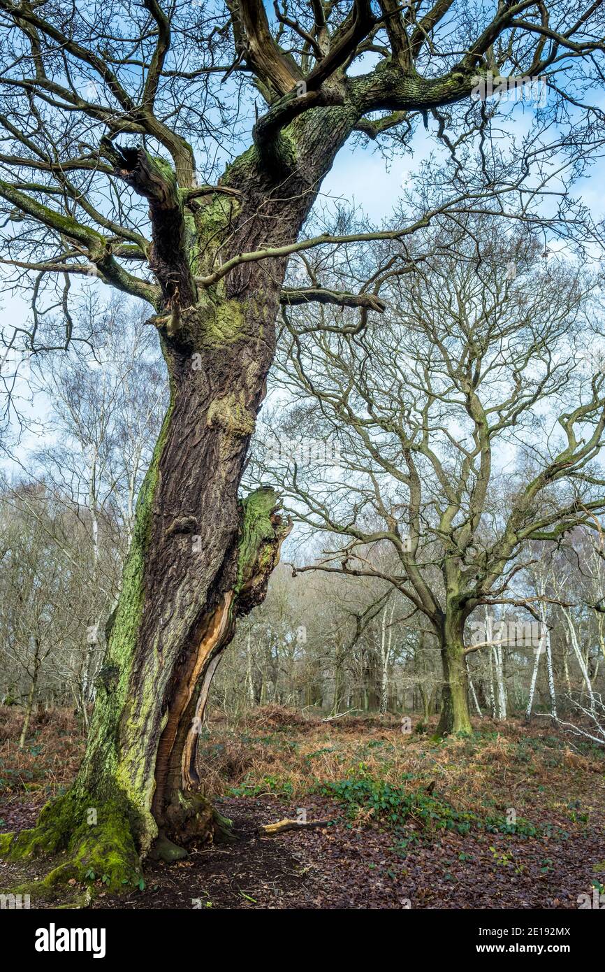 Dead deciduous wood hi-res stock photography and images - Alamy