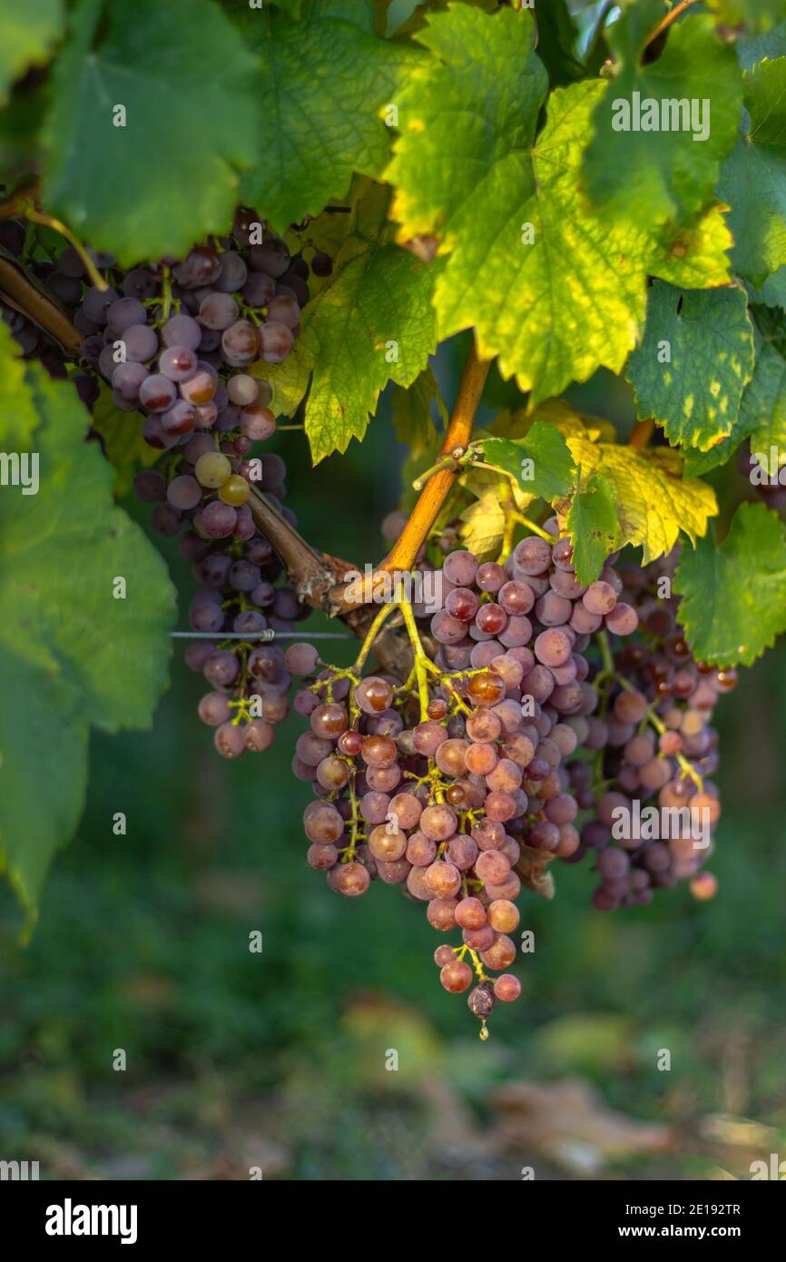 Detail of sweet organic juicy grapevine in autumn. Close up of fresh ...