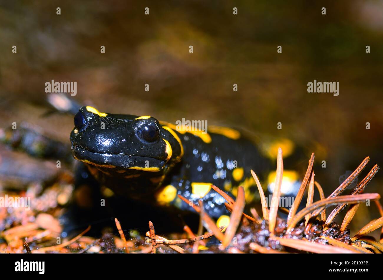 Fire salamander baby hi-res stock photography and images - Alamy