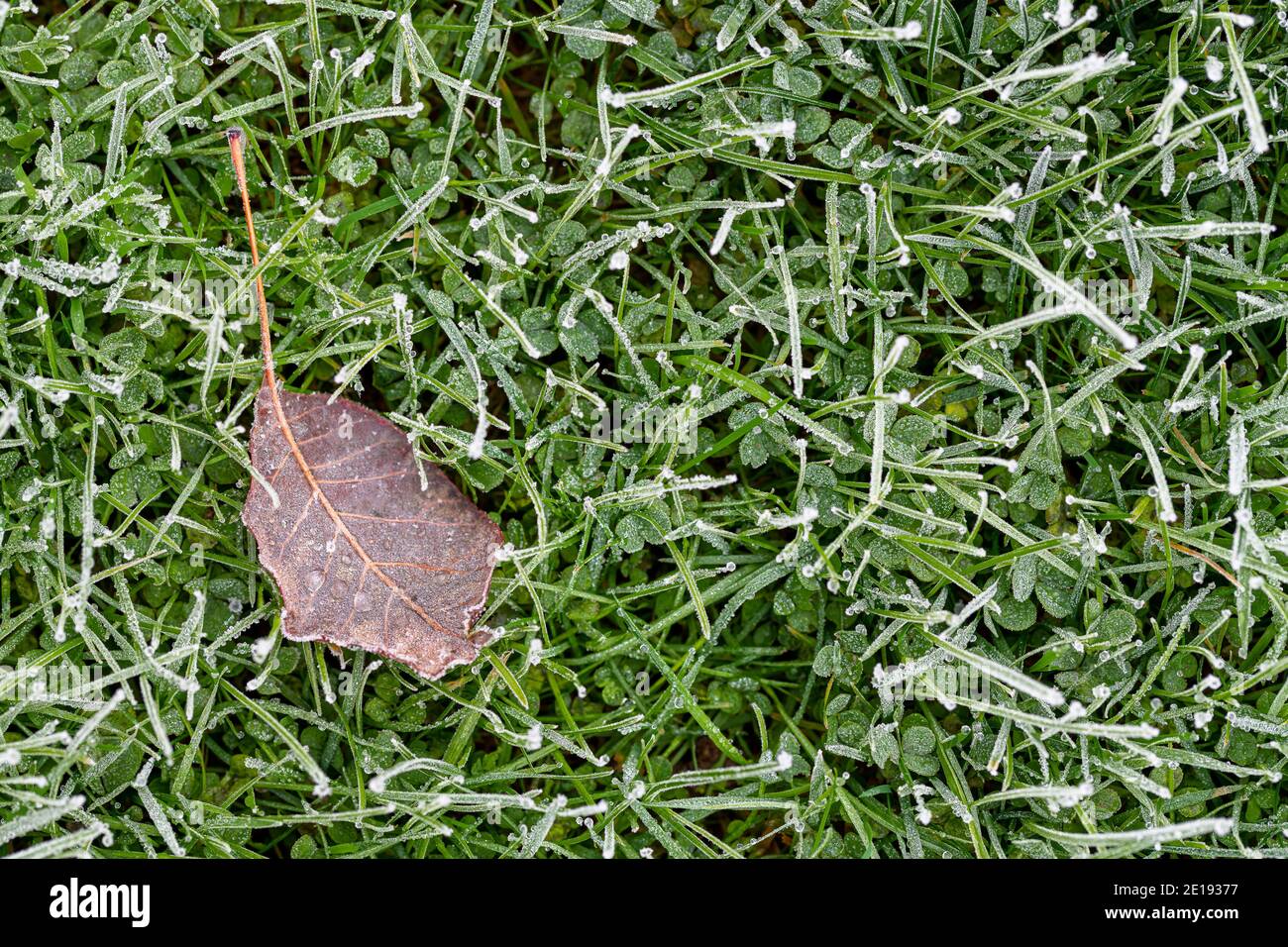 A single large, brown leaf lies on frost covered green grass Stock ...