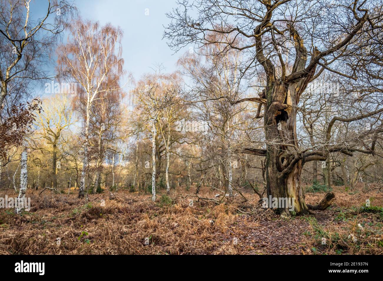 An old dead and decaying English oak tree in Sherwood forest during ...