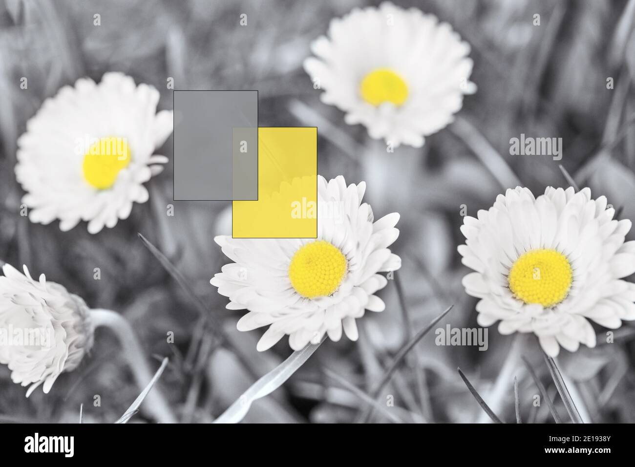 Lovely blossom daisy flowers background. The trendy colors of 2021 year ...