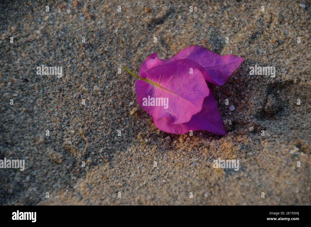 fresh purple flower on sandy beach and sea on vacation Stock Photo - Alamy