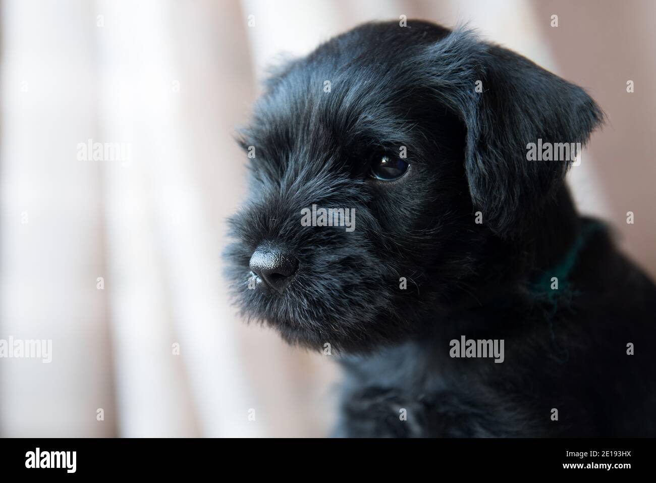 Miniature Schnauzer puppy dog portrait Stock Photo - Alamy