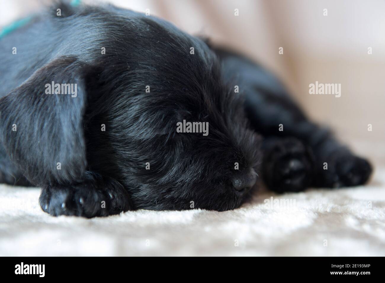 Miniature Schnauzer puppy dog portrait Stock Photo - Alamy