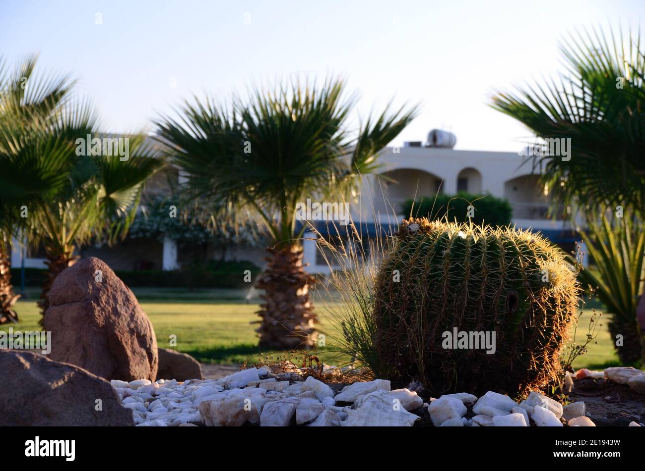 Cactus desert egypt hi-res stock photography and images - Alamy