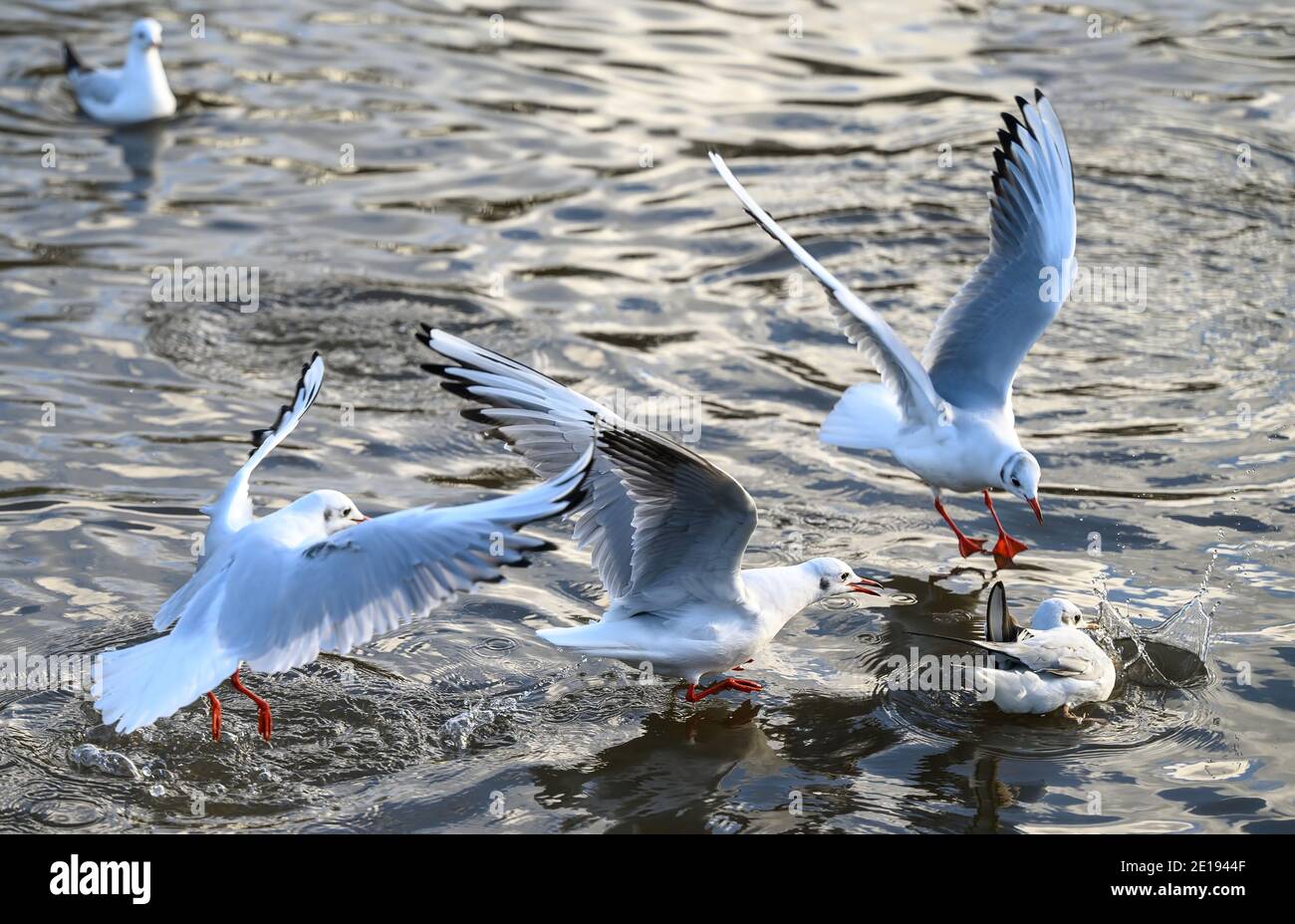 Black-headed gulls in winter plumage in Kelsey Park, Beckenham, Greater ...