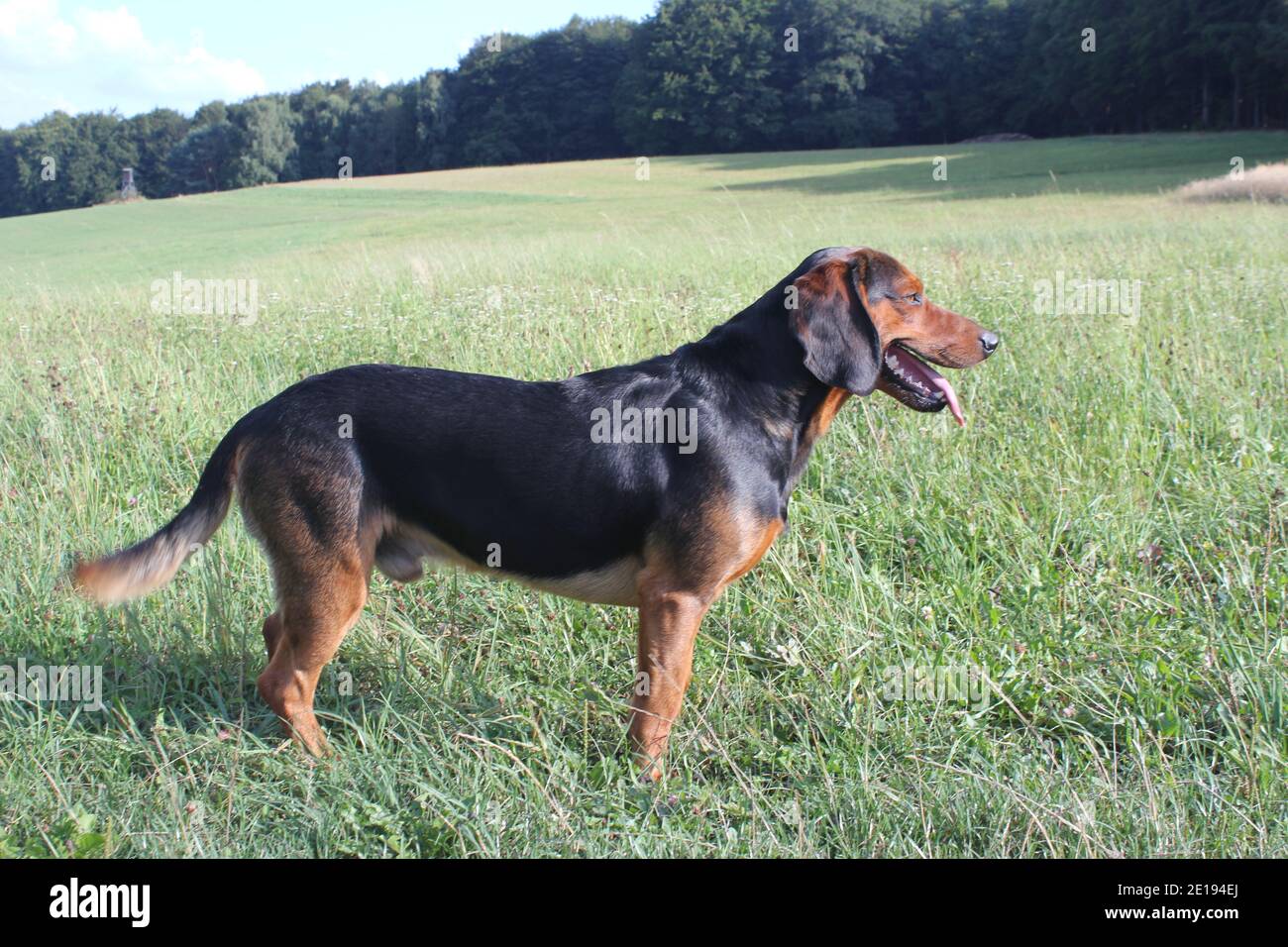 What Is The Breed Of Tyrolean Hound