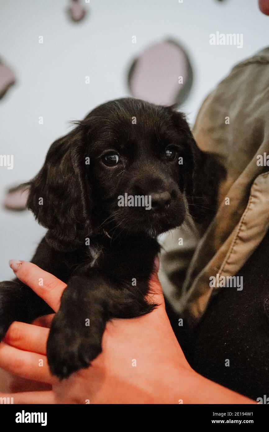 Black working cocker spaniel puppy at home Stock Photo - Alamy