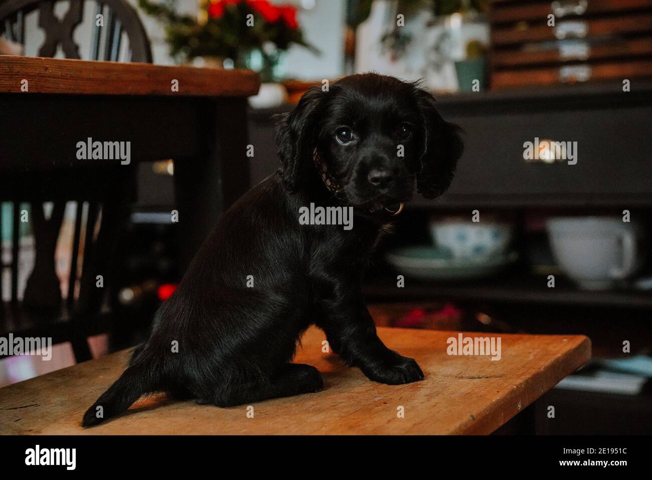 Working cocker spaniel at home hi-res stock photography and images - Alamy