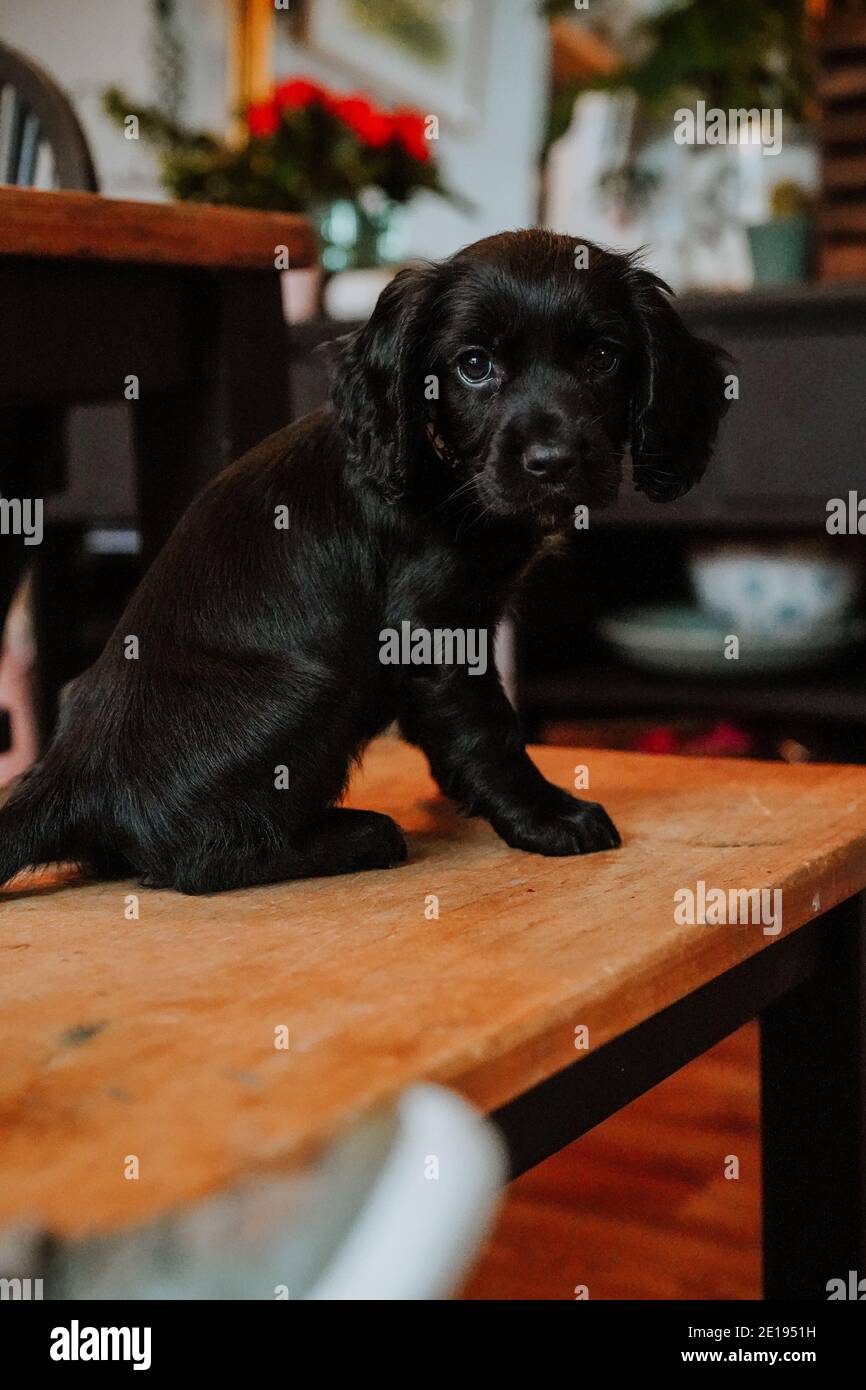 Chihuahua Cocker Spaniel Mix Puppies