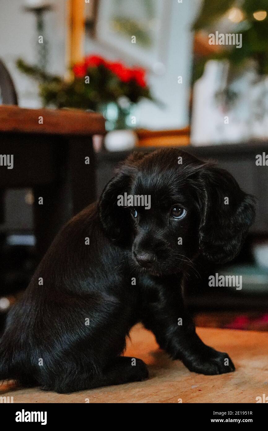 Cocker Spaniel Lab Mix Puppies