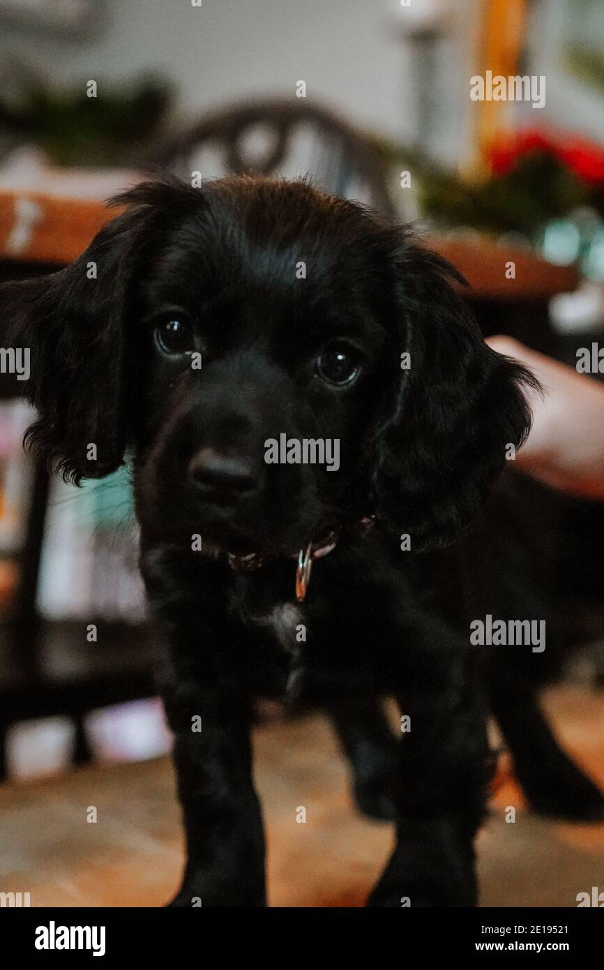 Black working cocker spaniel puppy at home Stock Photo - Alamy