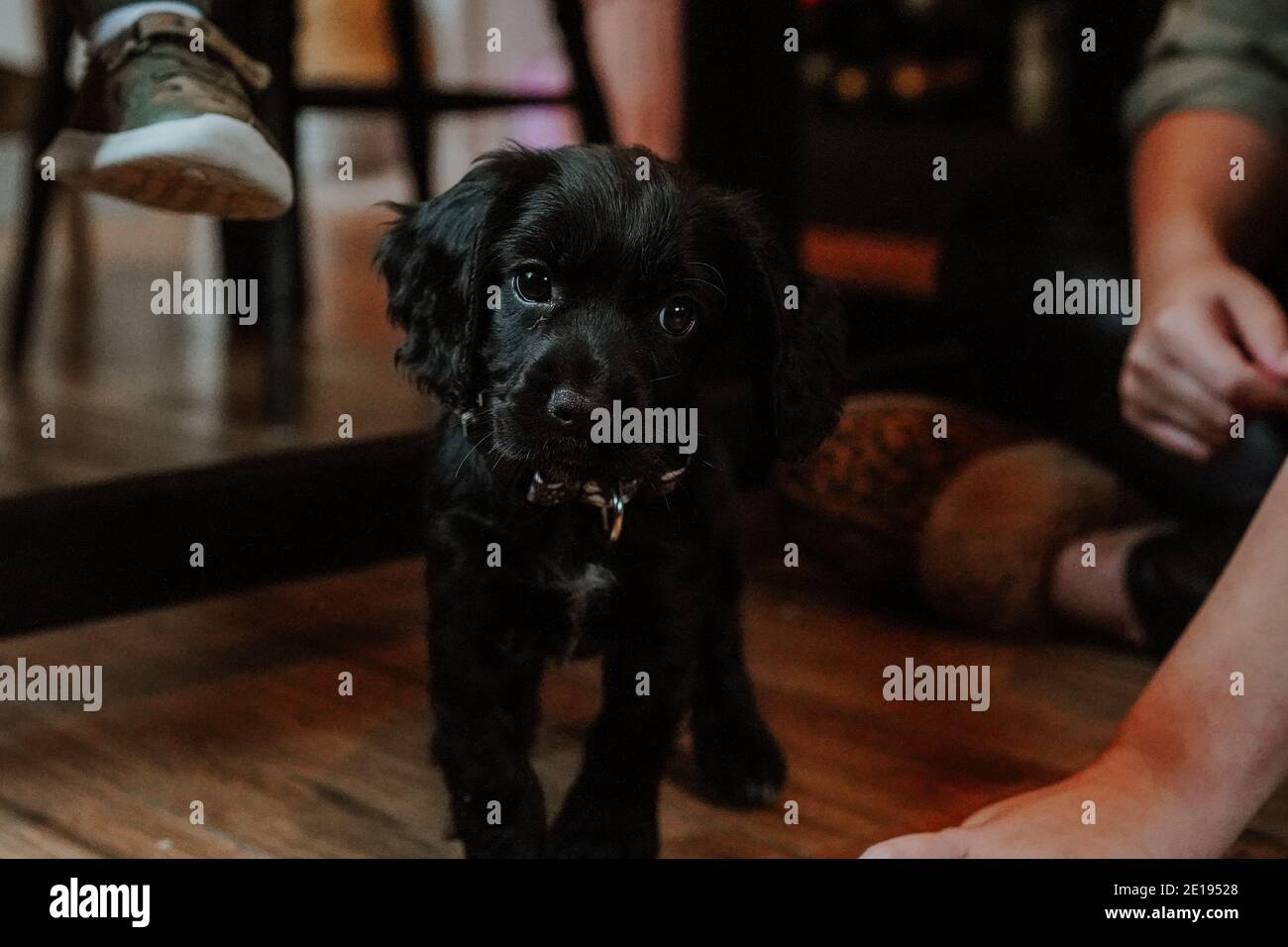 Black working cocker spaniel puppy at home Stock Photo - Alamy