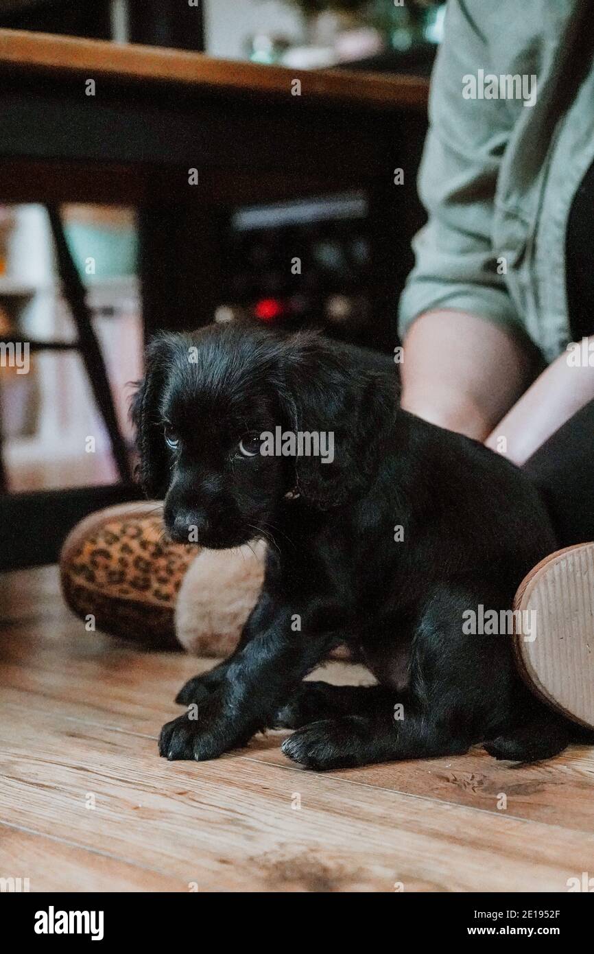 Black working cocker spaniel puppy at home Stock Photo - Alamy