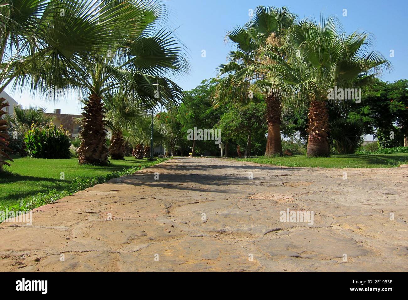 stone path with many palm trees in a hotel complex on vacation Stock ...