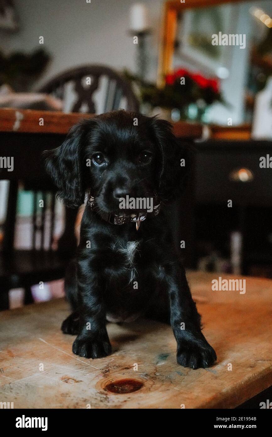 Working cocker spaniel at home hi-res stock photography and images - Alamy