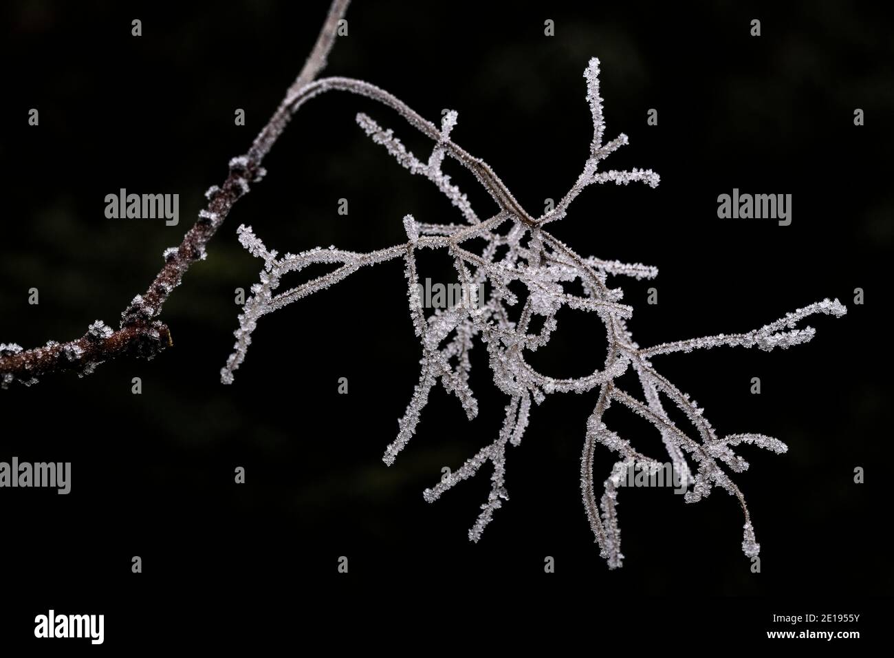 Hanging tendrils hi-res stock photography and images - Alamy