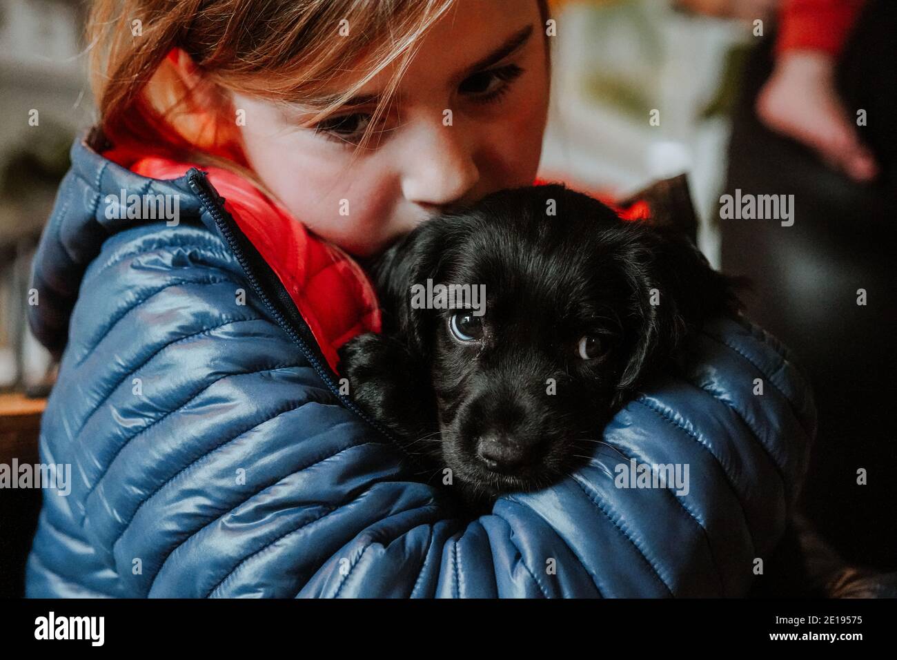 Black working cocker spaniel puppy at home with young girl Stock Photo ...