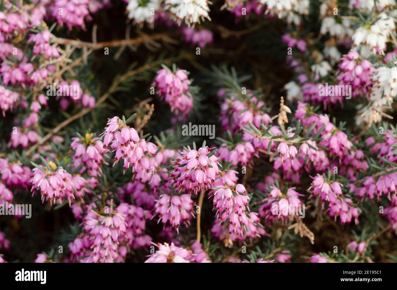 Beautiful purple heather cover in a field full of spring sunlight. Soft ...