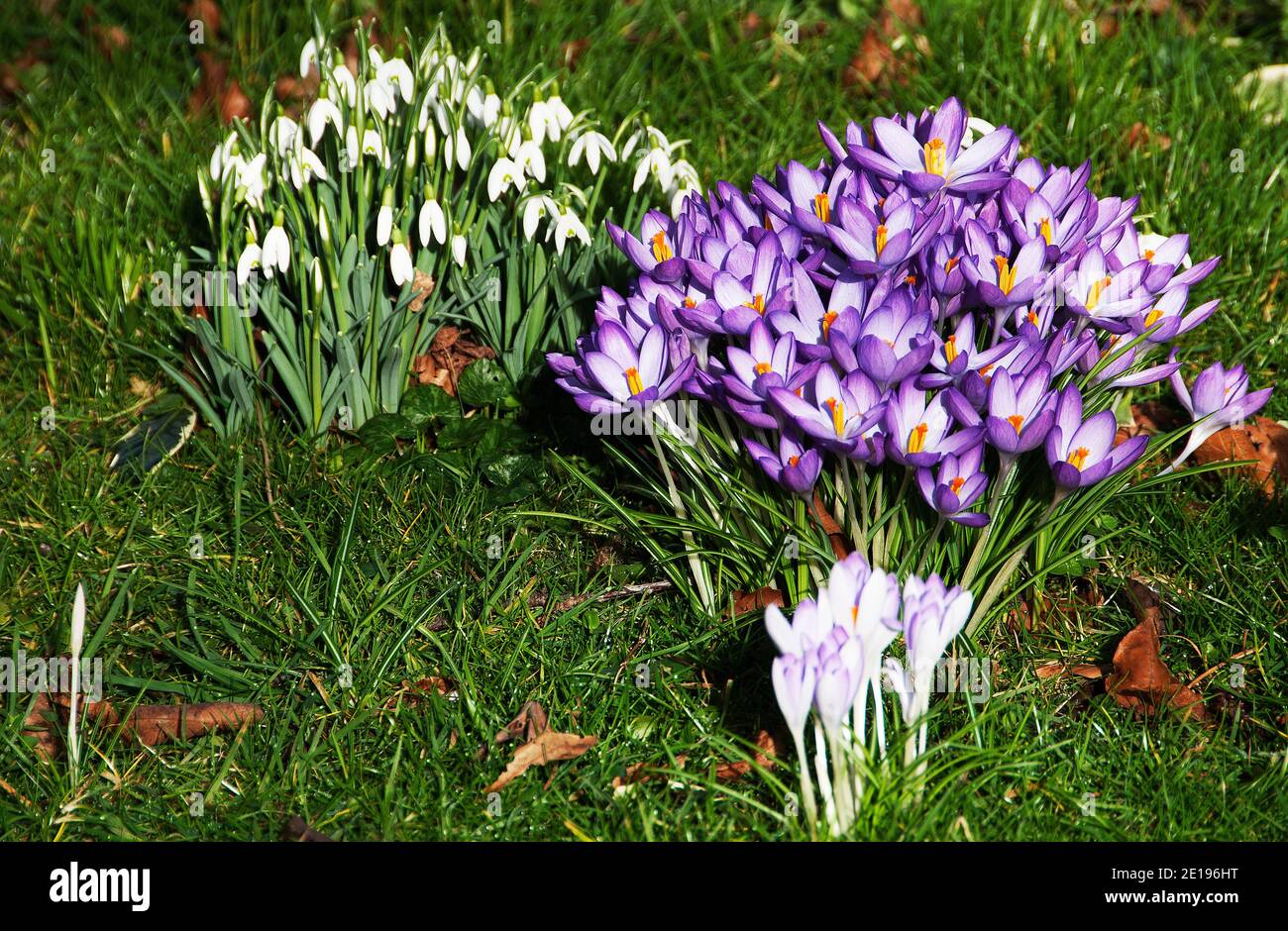 Crocus and snowdrops - a winter garden combination Crocus tommasinianus ...