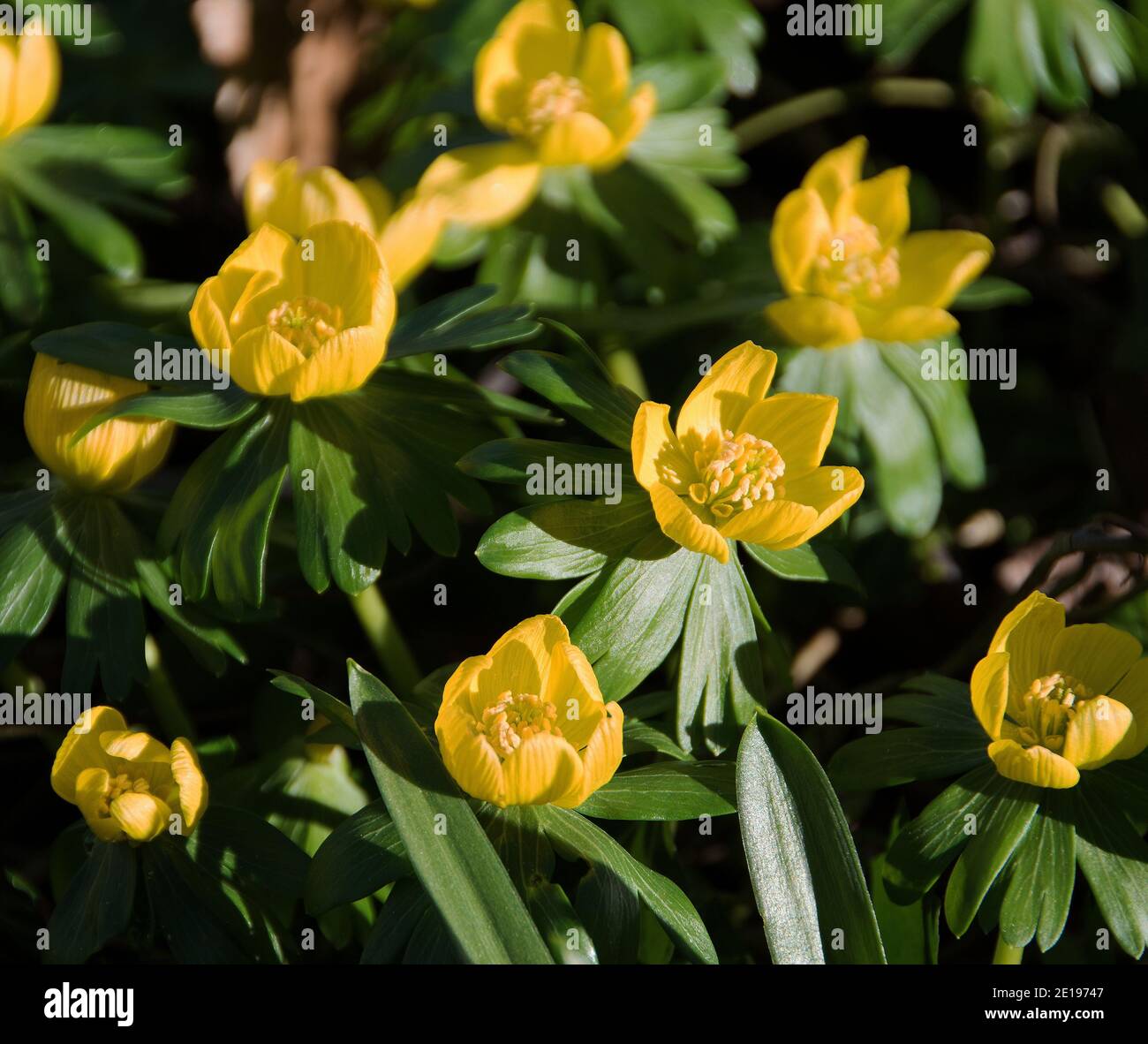 Golden yellow buttercup like flowers hi-res stock photography and ...