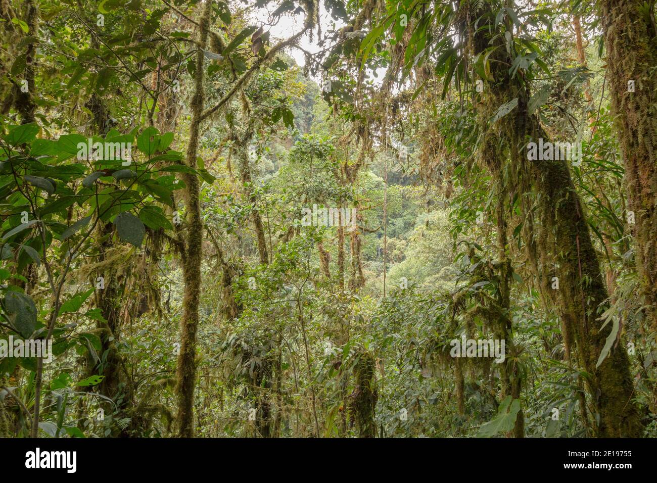 Epiphytes on tree hi-res stock photography and images - Alamy