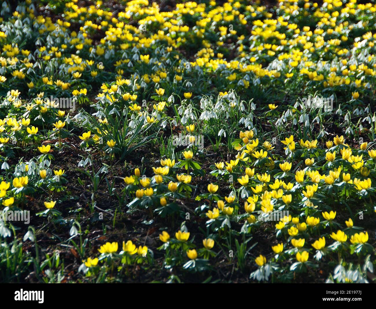 Little ponton hall gardens hi-res stock photography and images - Alamy