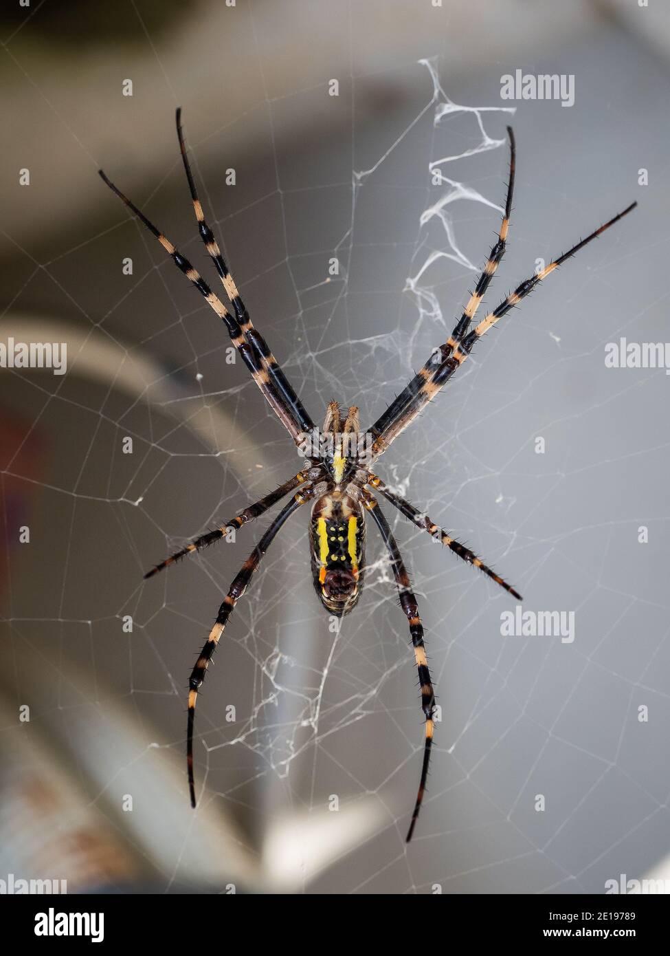 Nephila clavata joro spider hi-res stock photography and images - Alamy