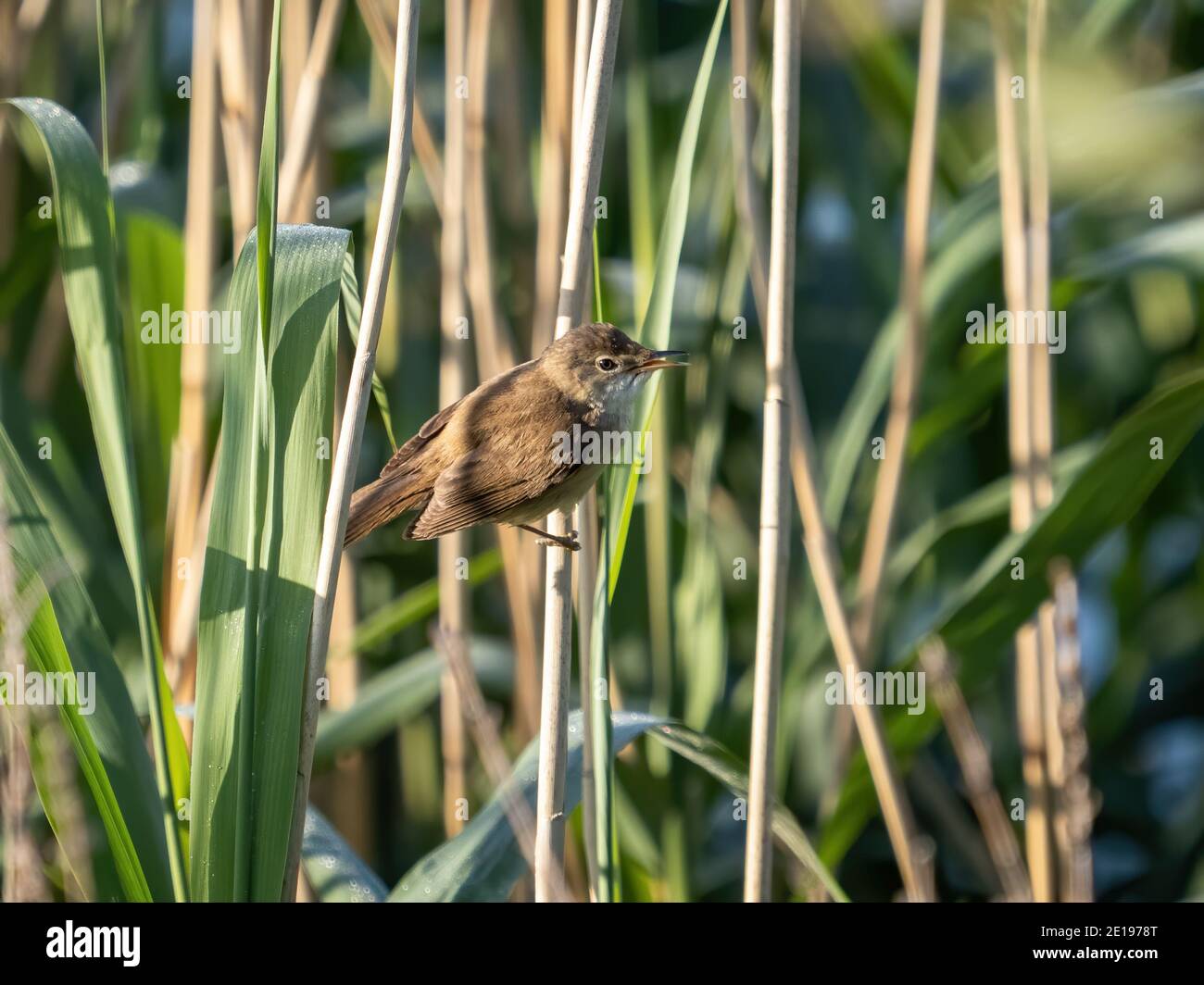 A Eurasian reed warbler (Acrocephalus scirpaceus) seen in the ...