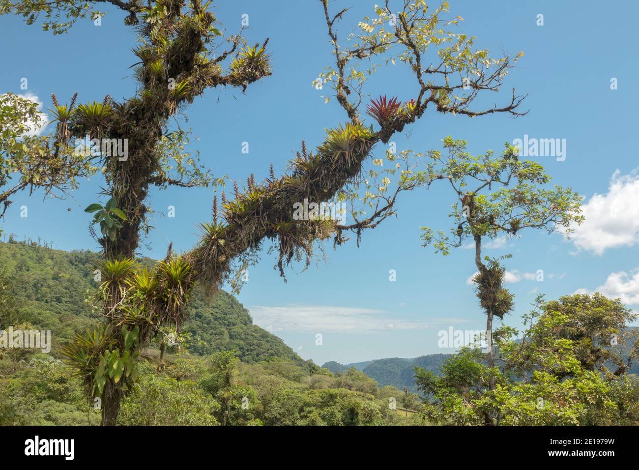 Emergent tree loaded with epiphytes (bromeliads, orchids, ferns and ...