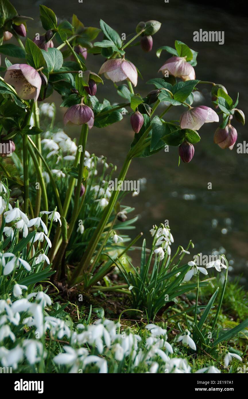 Little ponton hall gardens hi-res stock photography and images - Alamy