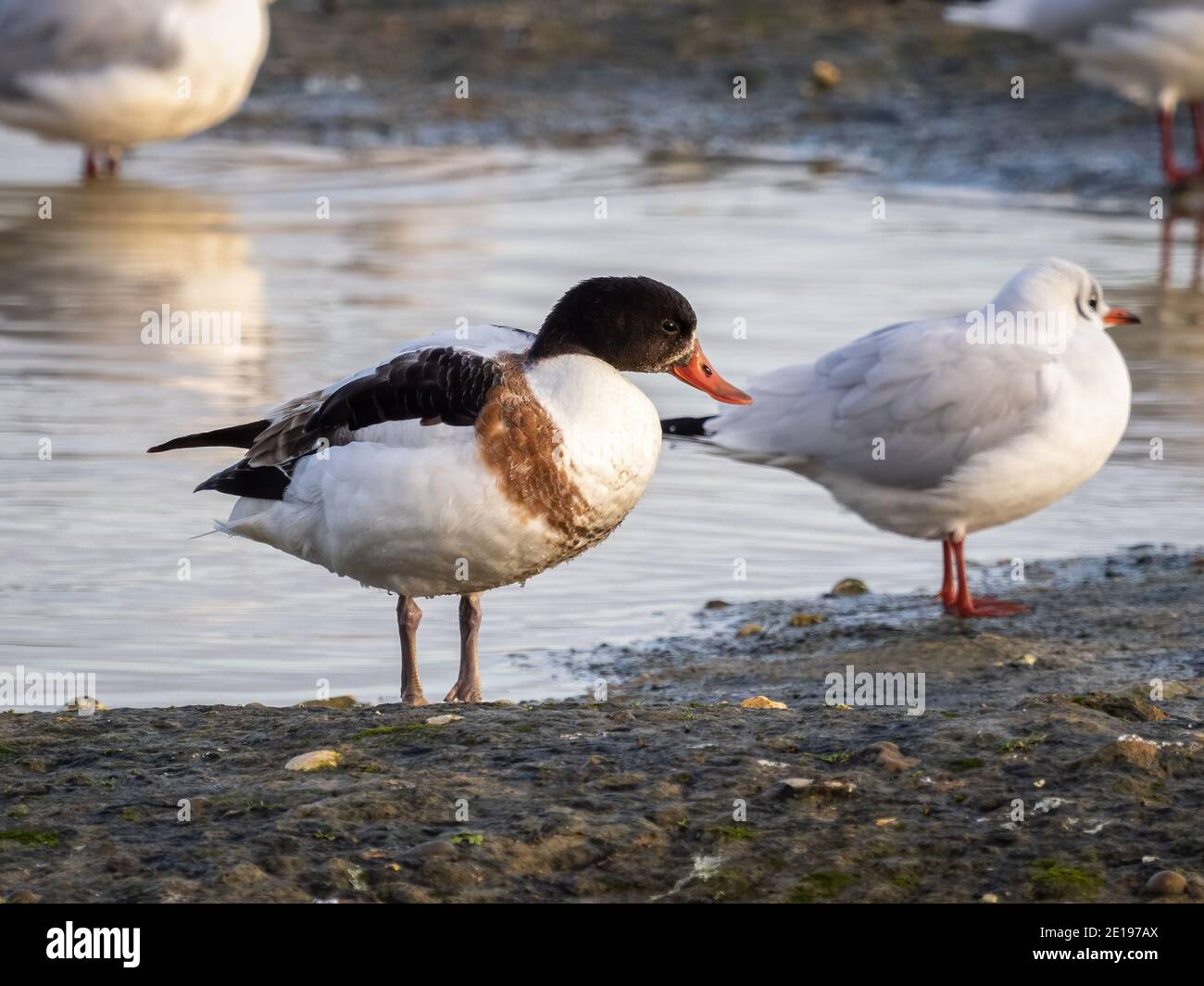 Female shelduck hi-res stock photography and images - Alamy