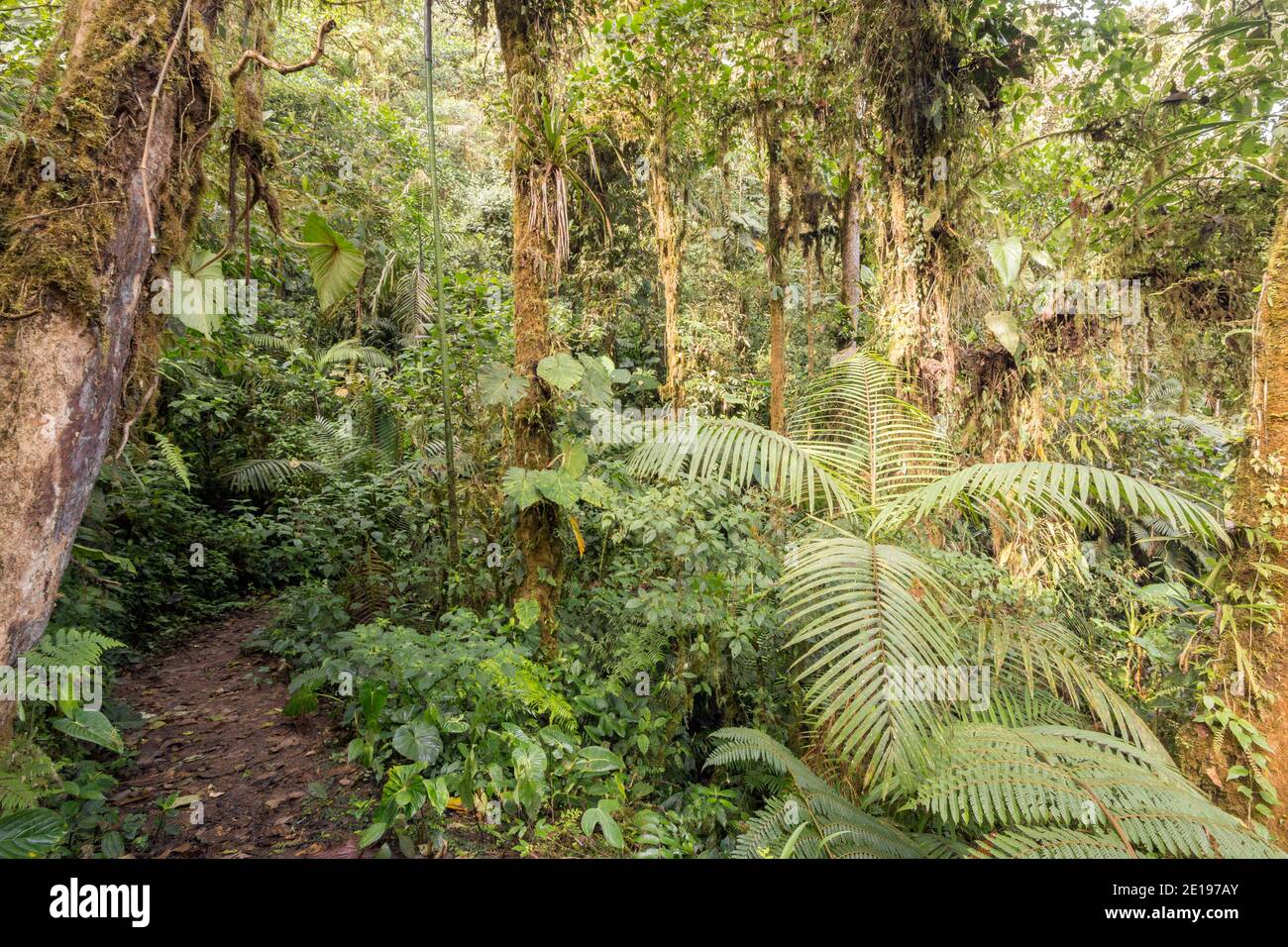 Ecuador rainforest palm trees hi-res stock photography and images - Alamy