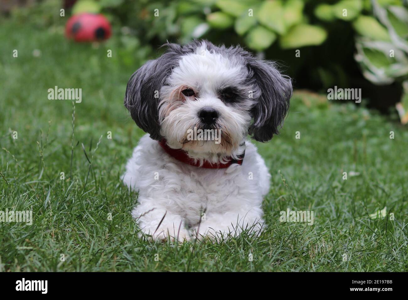 Bolonka hi-res stock photography and images - Alamy