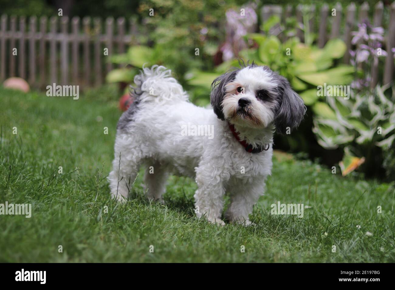 portrait of a nice bolonka zwetna dog Stock Photo - Alamy