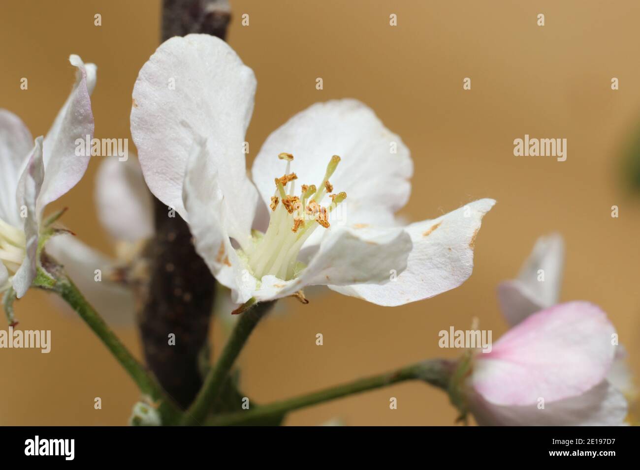 Apple bloom hi-res stock photography and images - Alamy